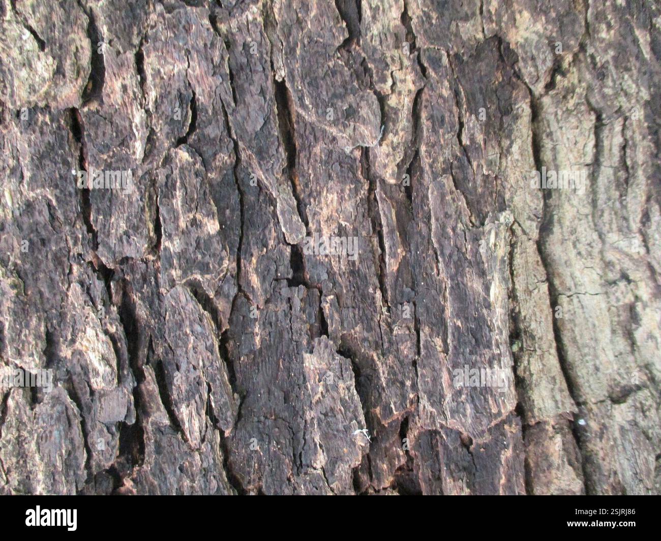 brown ivory (Phyllogeiton discolor), Plantae, Zambezi Region, Namibia ...