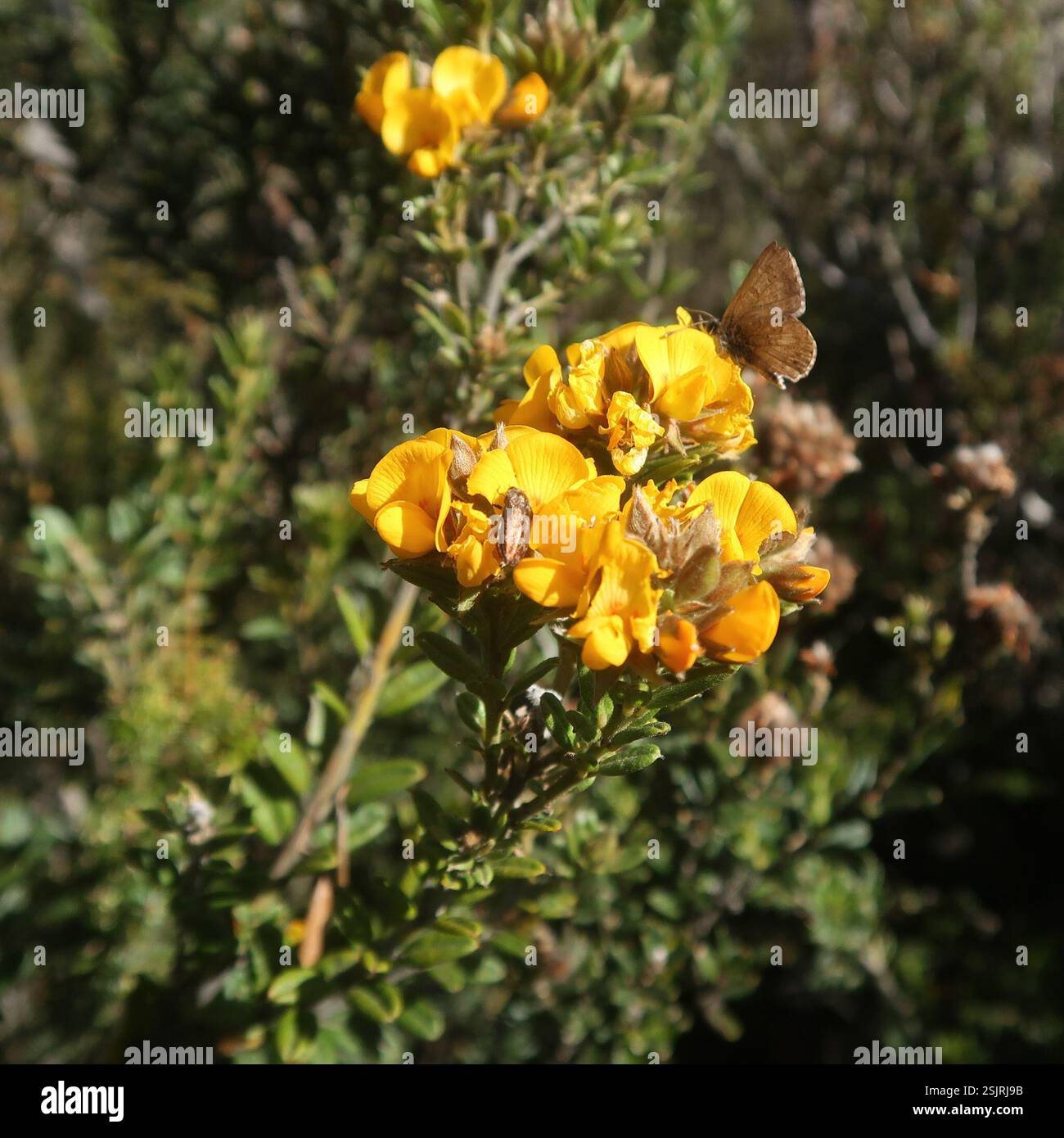 golden shaggy-pea (Oxylobium ellipticum), Plantae, Poatina Road ...