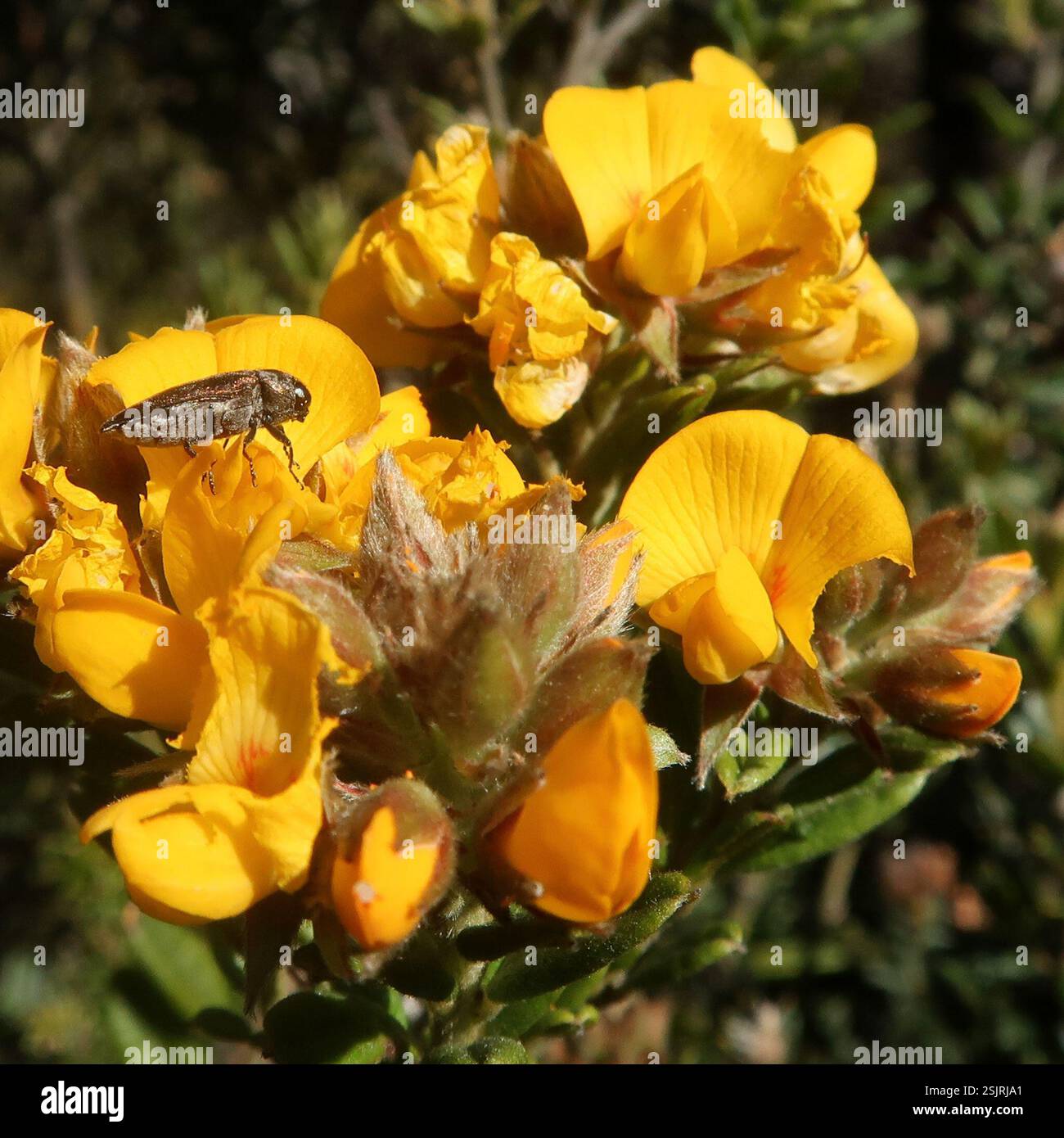 golden shaggy-pea (Oxylobium ellipticum), Plantae, Poatina Road ...