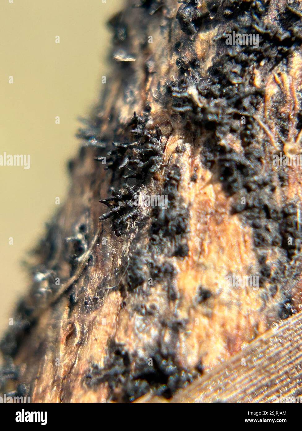 (Propolis), Fungi, Pecho Rd, Los Osos, CA, US Stock Photo - Alamy