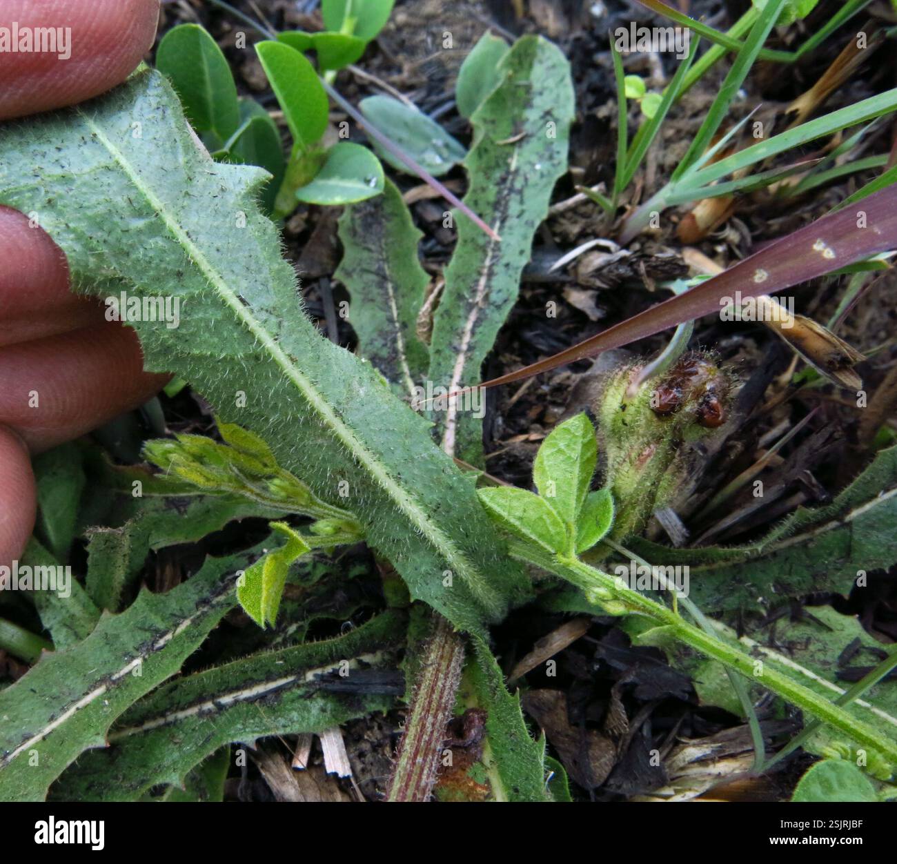 Common Cat's-ear (Hypochaeris radicata), Plantae, uMgungundlovu ...