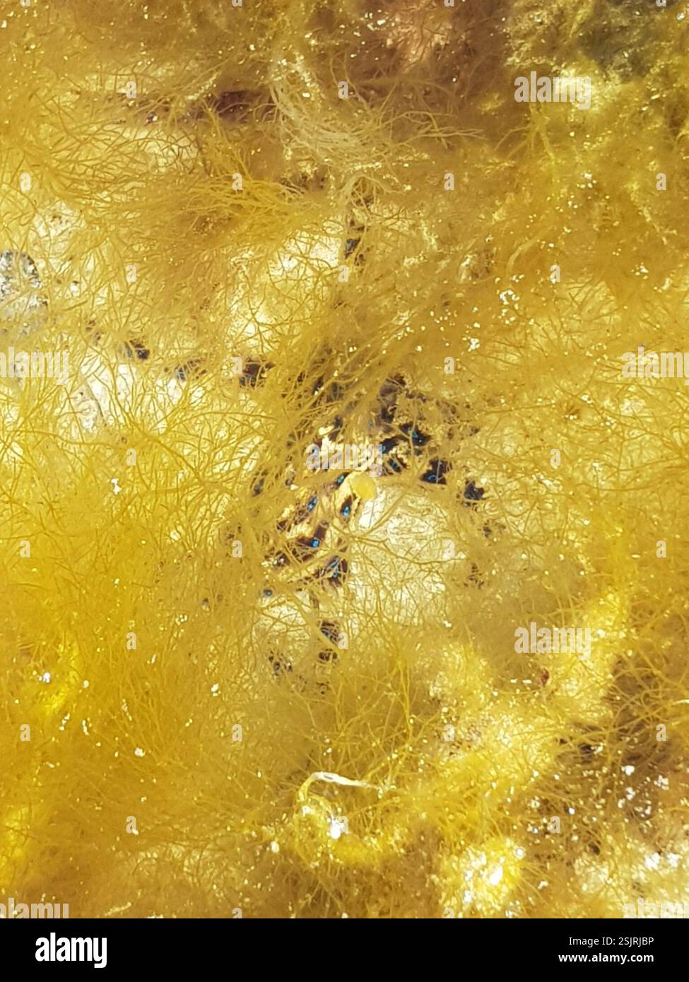 Lesser Blue-ringed Octopus (Hapalochlaena maculosa), Mollusca, Moonta ...