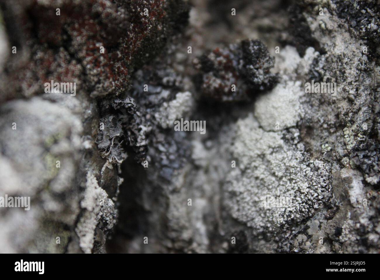 Ascomycete Fungi (Ascomycota), Fungi, 1945 Liddes, Suisse, lichen Stock ...