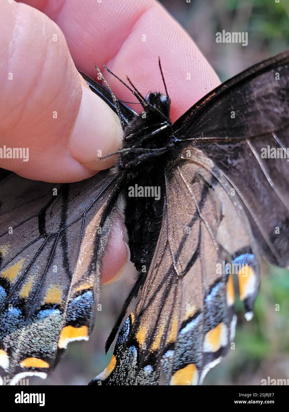 Eastern Tiger Swallowtail (Papilio glaucus), Insecta, Jackson, GA 30233 ...