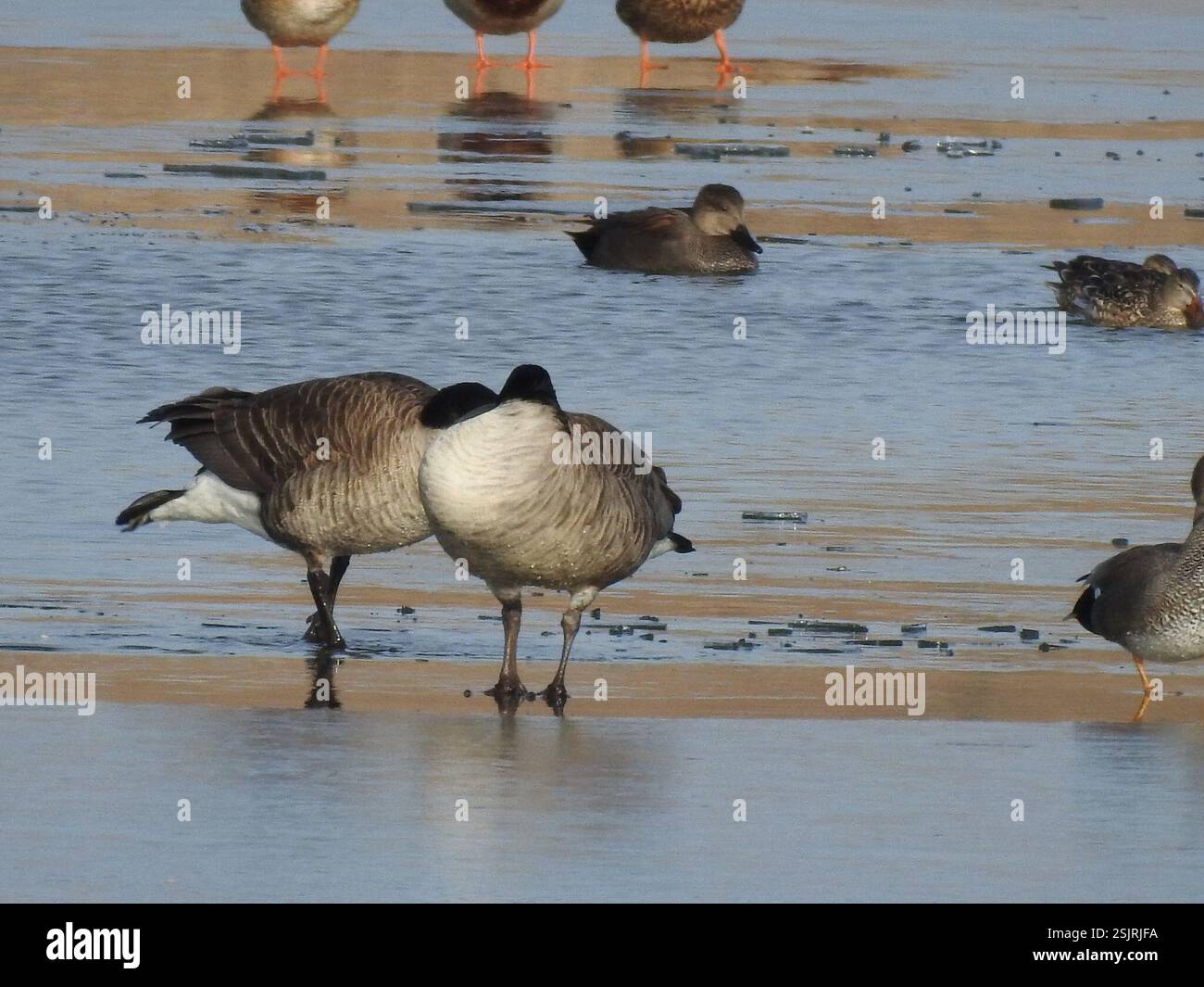 Canada Goose (Branta canadensis), Aves, Hamilton County, OH, USA Stock ...
