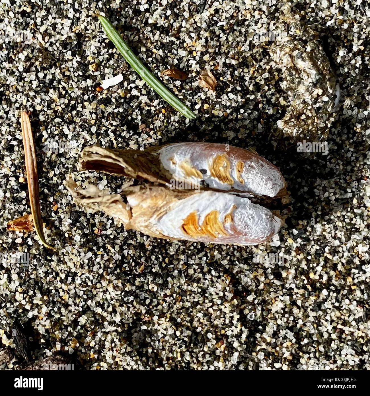 Northwest Ugly Clam (Entodesma navicula), Mollusca, Marrowstone, WA ...