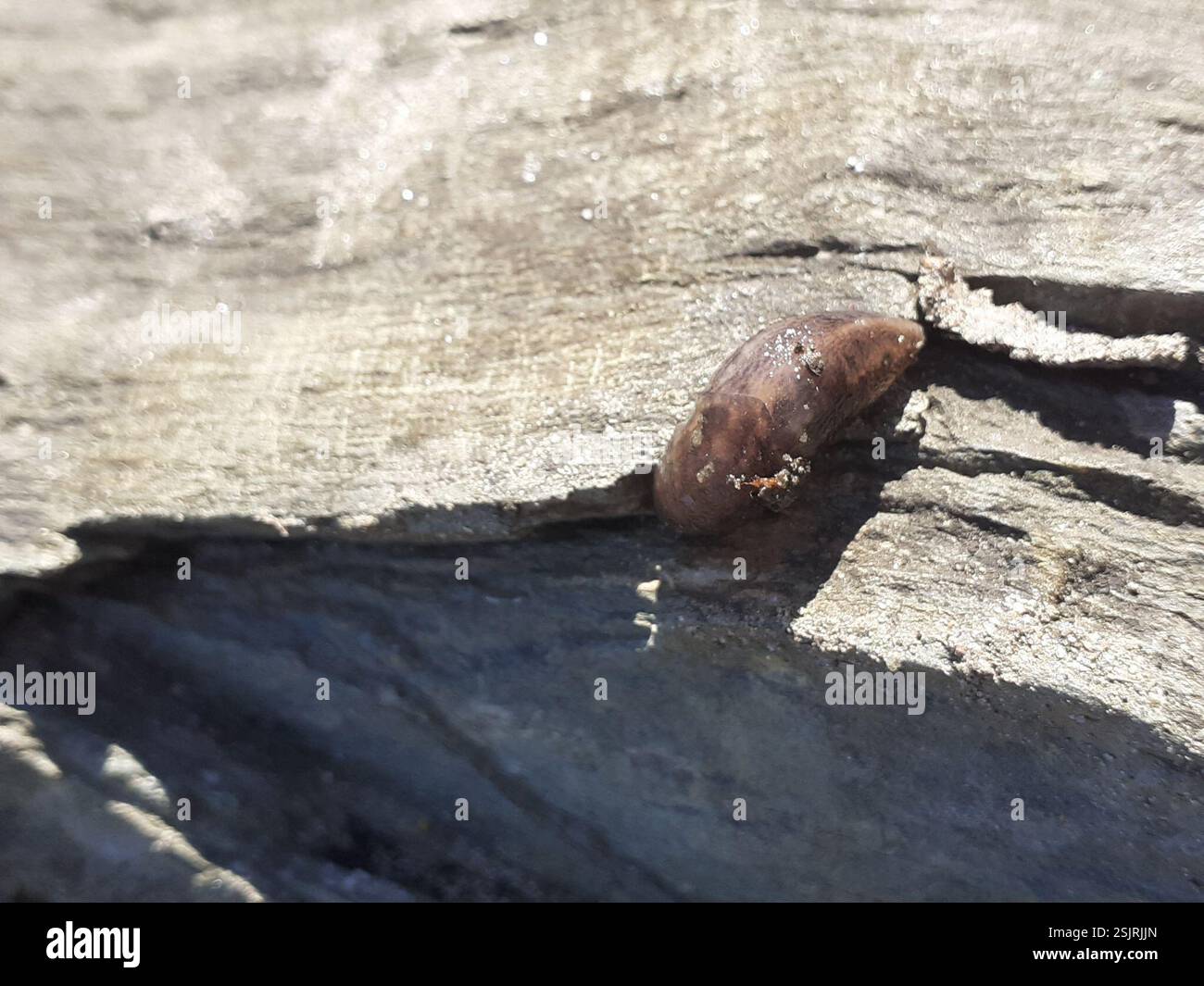 Leopard Slug (Limax maximus), Mollusca, Lend, Graz, Austria Stock Photo ...