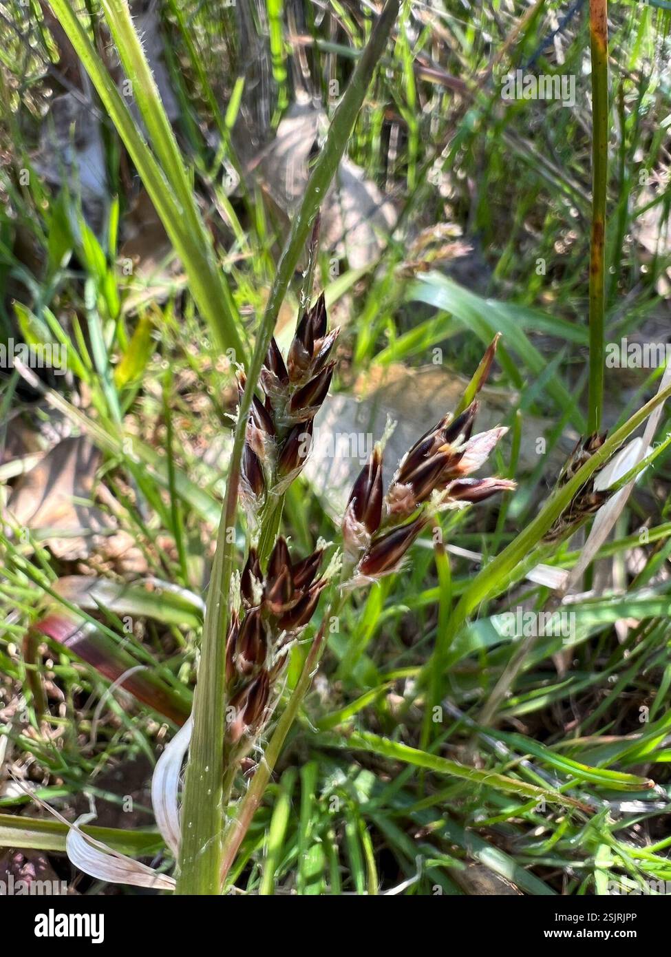 Pacific Woodrush (Luzula comosa), Plantae, Nevada City, CA, US Stock ...