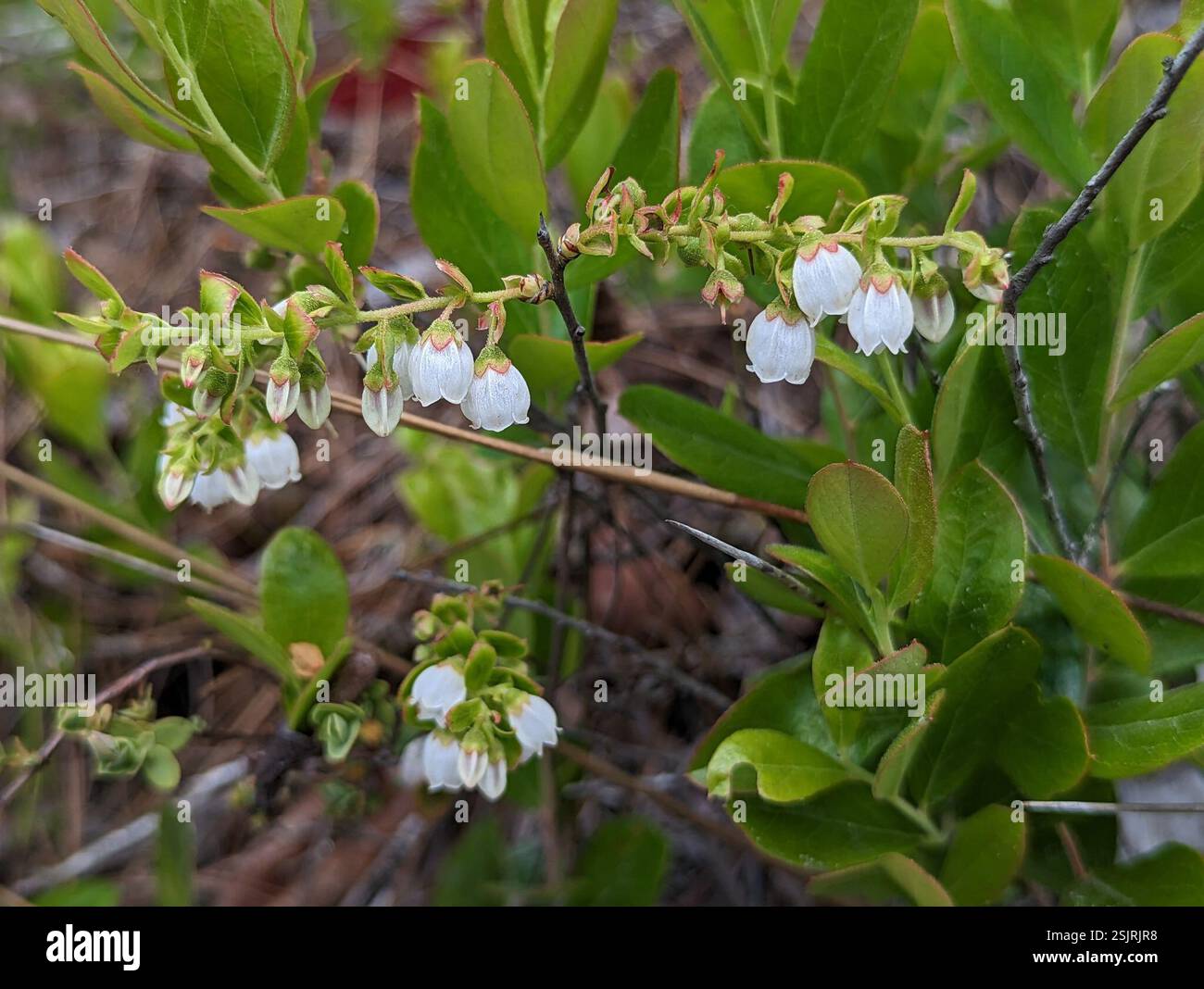 dwarf huckleberry (Gaylussacia dumosa), Plantae, New Smyrna Beach, FL ...