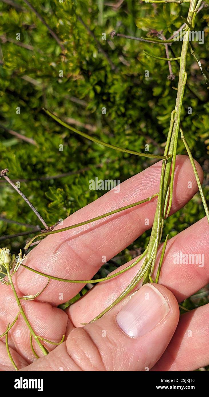 California mustard (Caulanthus lasiophyllus), Plantae, Los Angeles, CA ...