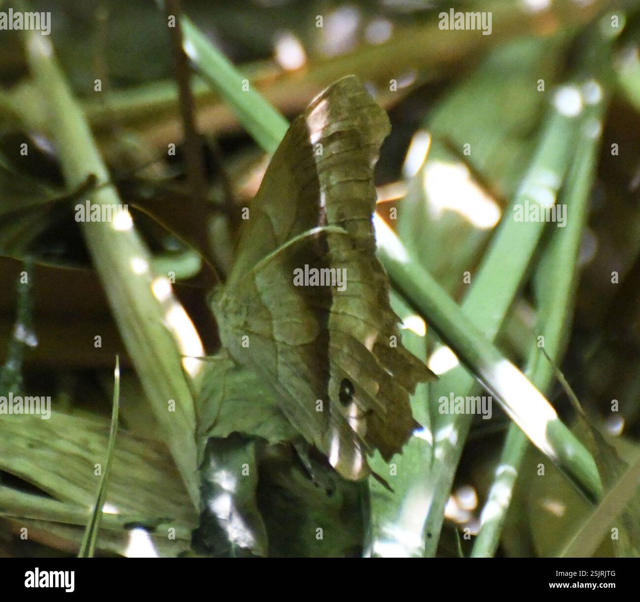 (Taygetis), Insecta, Patulul, Guatemala Stock Photo - Alamy