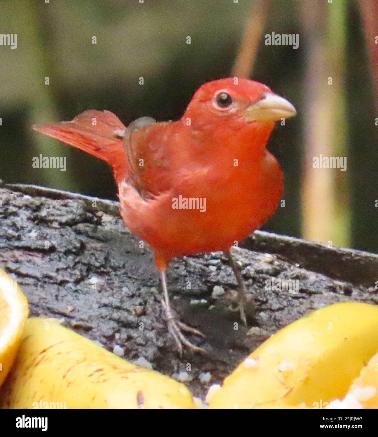 Summer Tanager (Piranga rubra), Aves, Anton's Valley, Cocle, PA, Summer Tanager (Piranga rubra ...