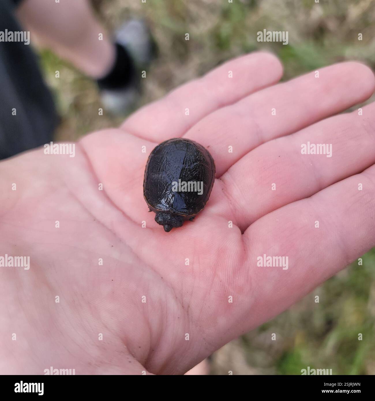 Eastern Mud Turtle (Kinosternon subrubrum), Reptilia, Stanton, AL 36790 ...