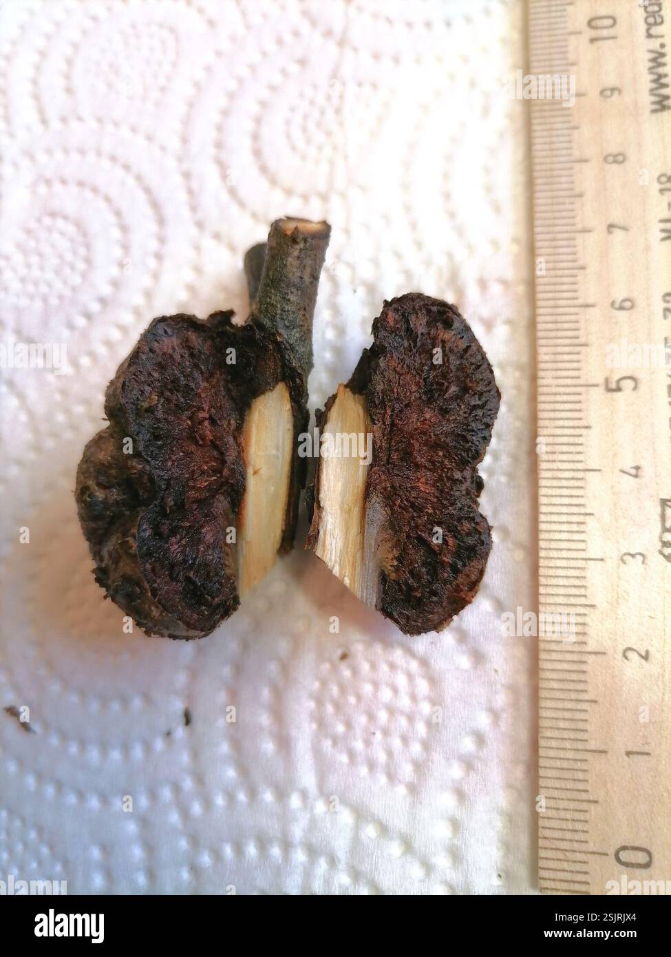 bacterial crown gall (Agrobacterium radiobacter), , 11, Новосибирск ...