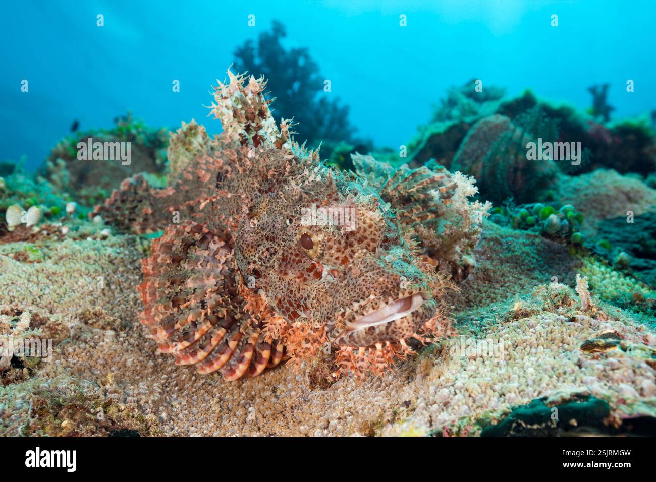 Tassled Scorpionfish, Scorpaenopsis oxycephalus, Raja Ampat, West Papua ...