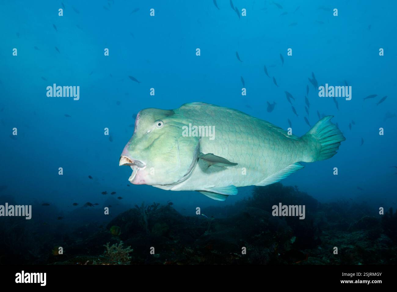 Bumphead Parrotfish, Bolbometopon muricatum, Raja Ampat, West Papua, Indonesia Stock Photo - Alamy