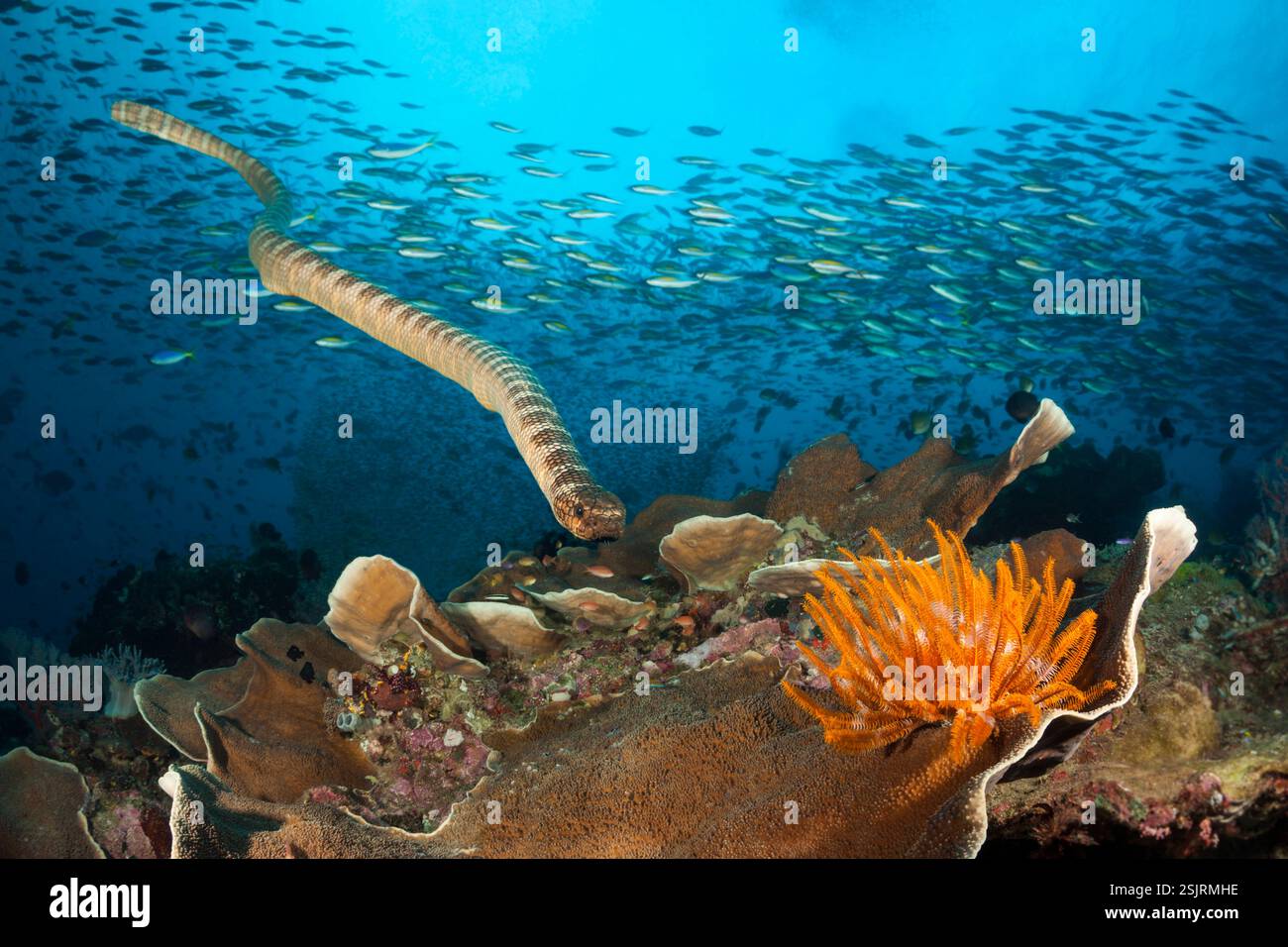 Chinese Sea Snake, Laticauda semifasciata, Manuk Island, Banda sea ...