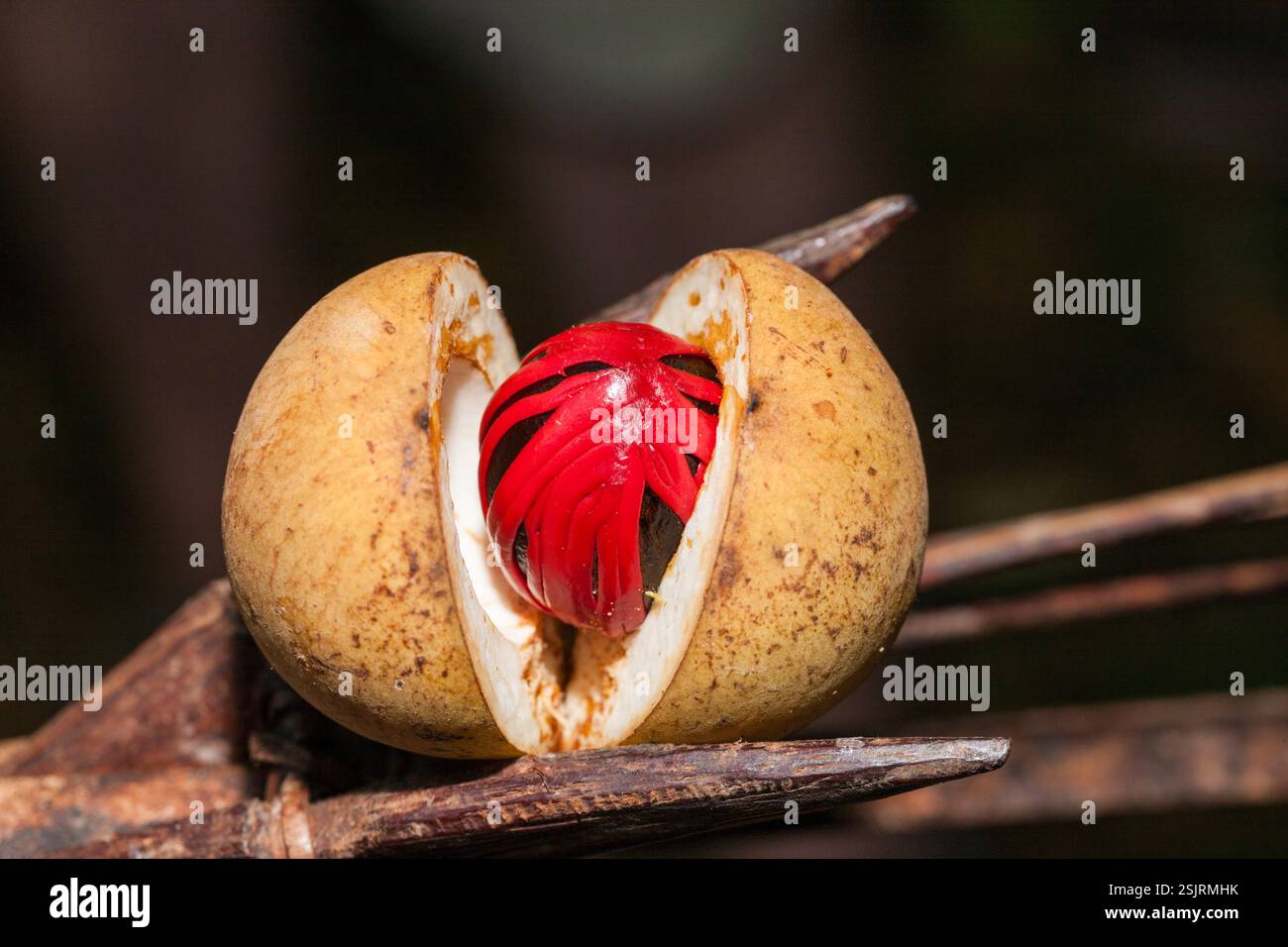 Banda islands history hi-res stock photography and images - Alamy