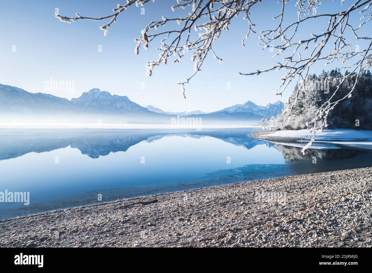 Forggensee in winter with shore and branches in the foreground and ...