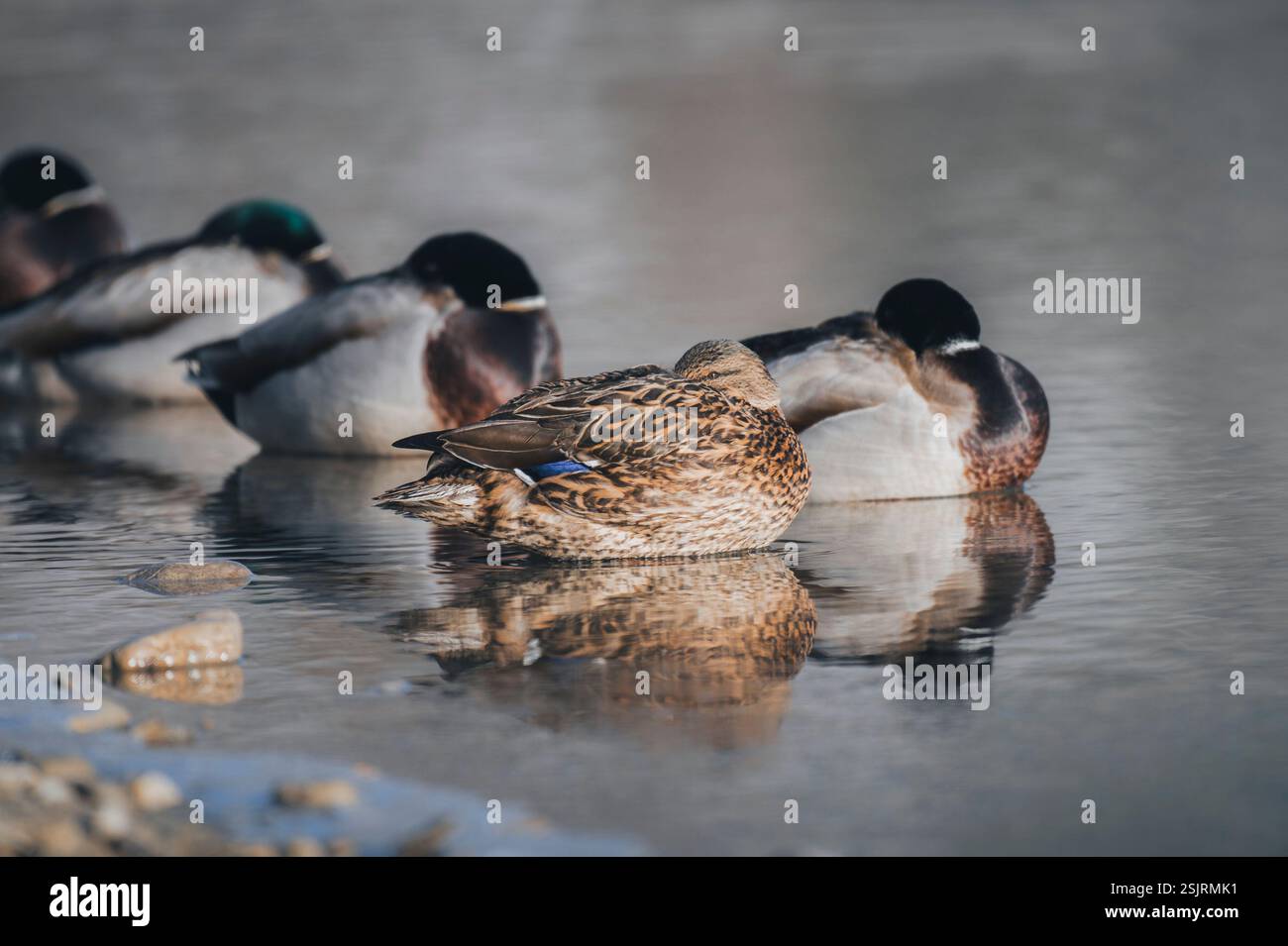 Female mallard duck with several drakes sleeping on the water at Lake ...