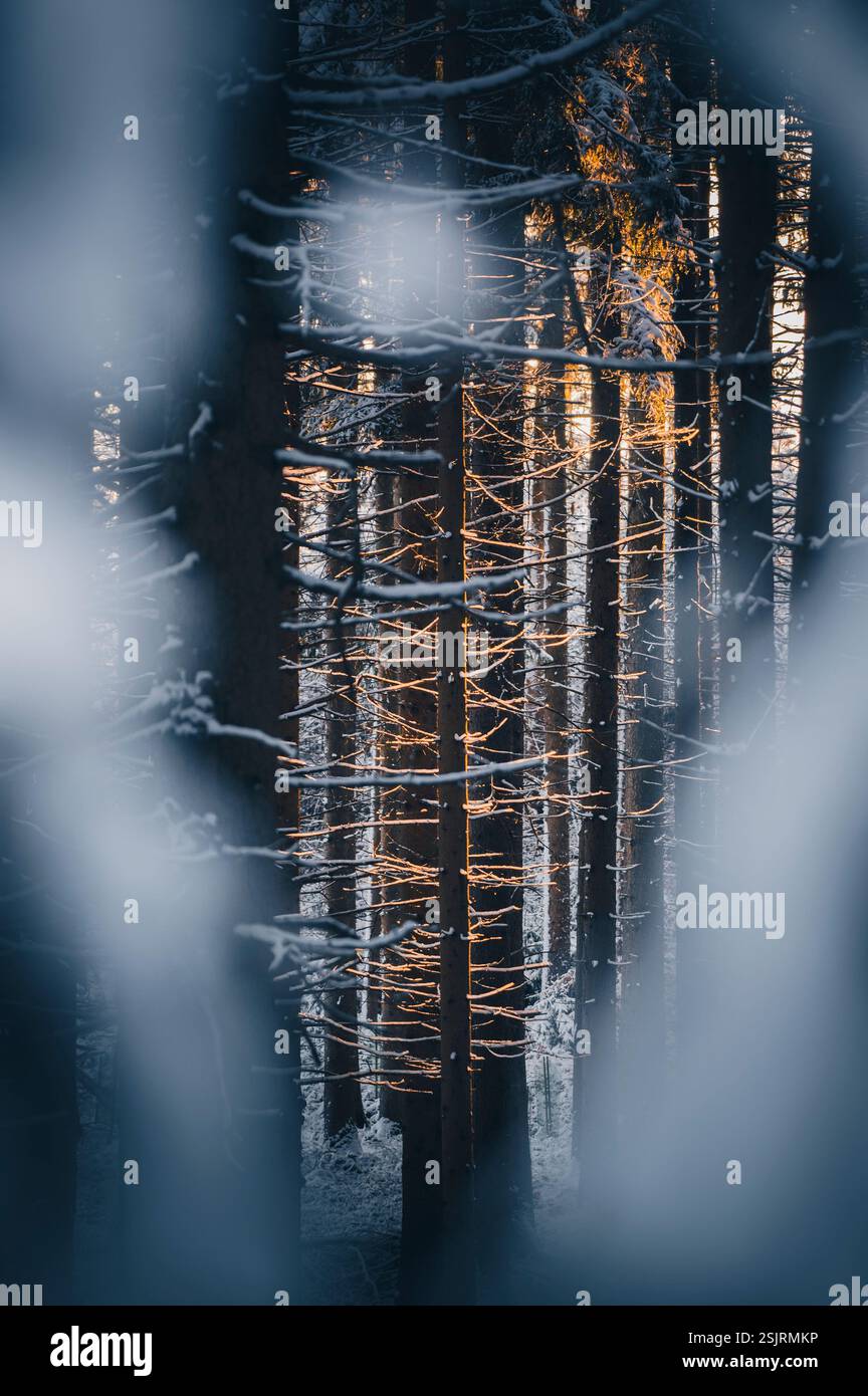 View into a wintry coniferous forest / spruce forest with the first ...