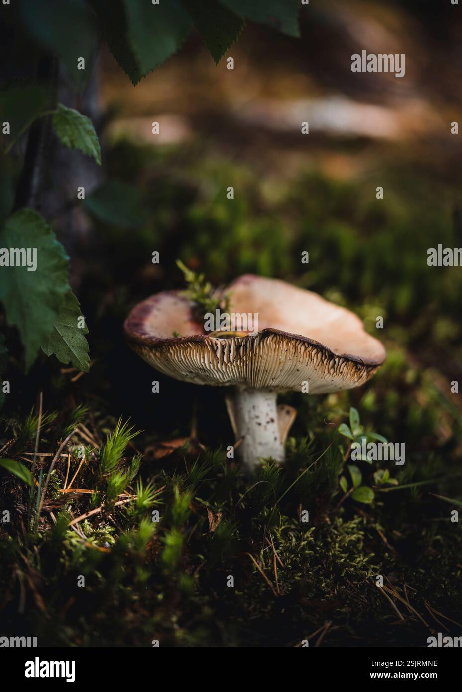 Mushroom, probably from the russula genus, close-up in the forest Stock ...