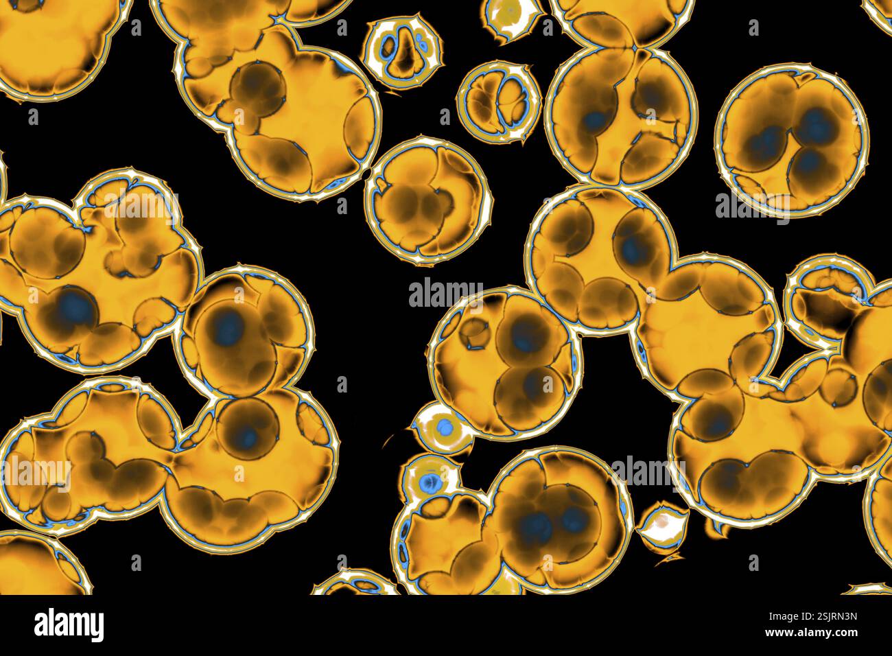 Shape of bacterial cell: cocci, bacilli, spirilla bacteria background ...