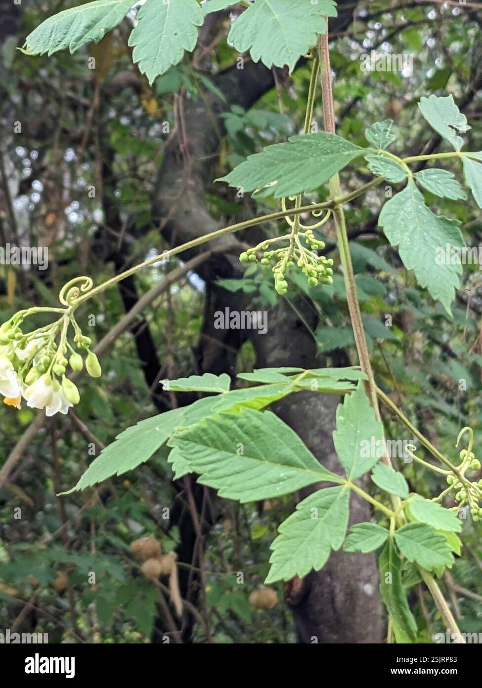 Showy Balloon Vine (Cardiospermum grandiflorum), Plantae, Taigum QLD ...