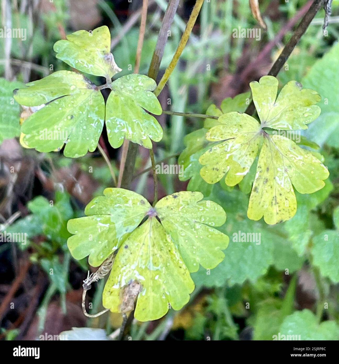 western columbine (Aquilegia formosa), Plantae, Julia Pfeiffer Burns ...