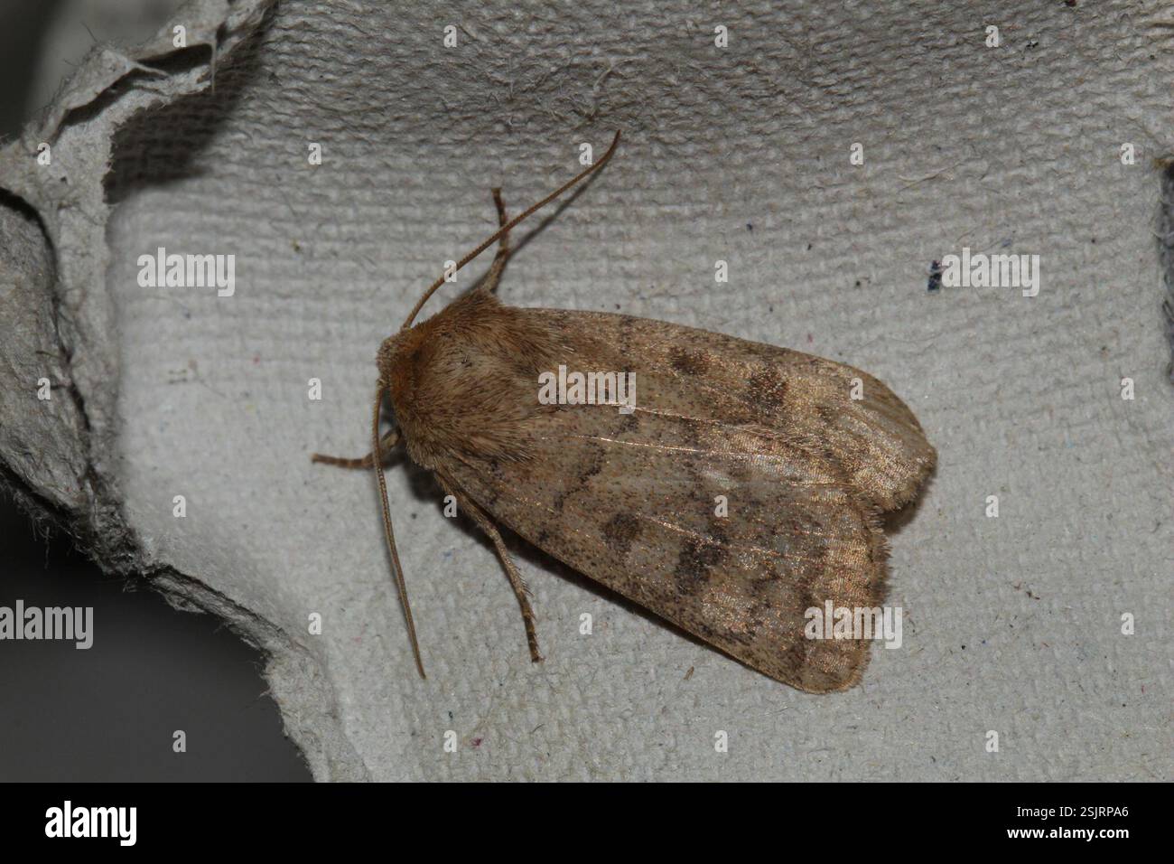The Uncertain (Hoplodrina octogenaria), Insecta, 8400 Ebeltoft, Danmark ...