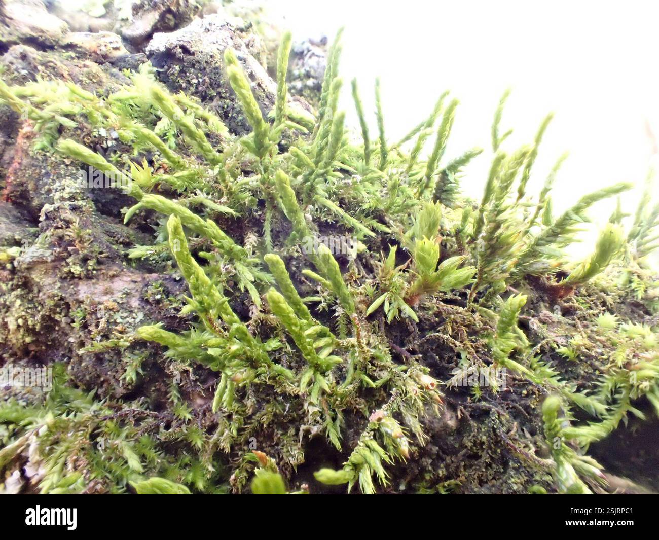 Lateral Cryphaea (Cryphaea heteromalla), Plantae, Nationaal Park De ...