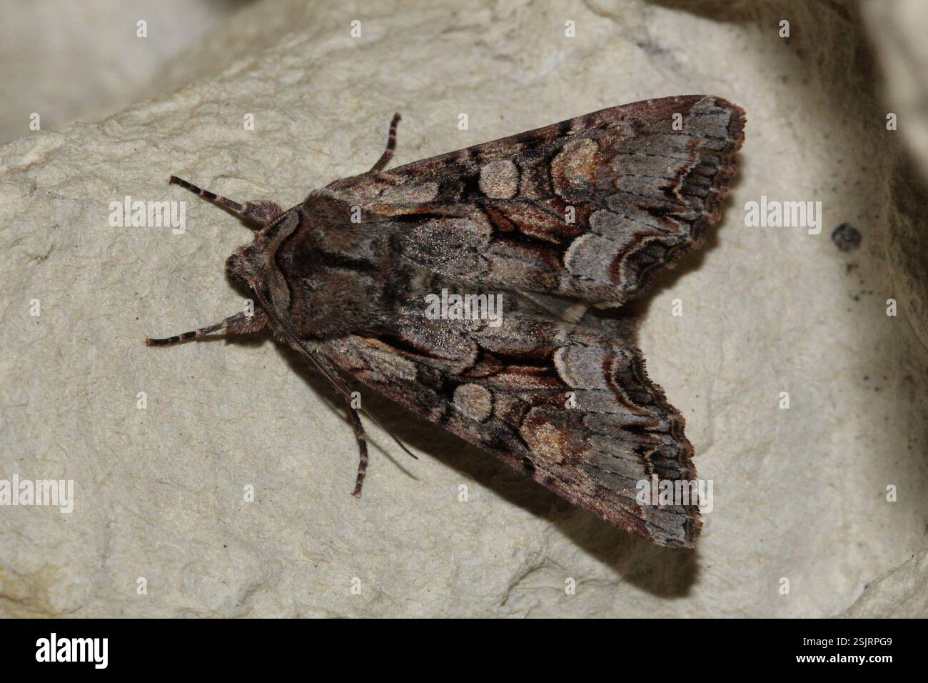 Light Brocade (Lacanobia w-latinum), Insecta, 8400 Ebeltoft, Danmark ...
