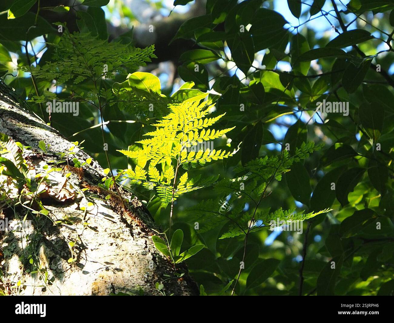 Black Rabbit's Foot Fern (Davallia trichomanoides), Plantae, 台灣新北市 ...