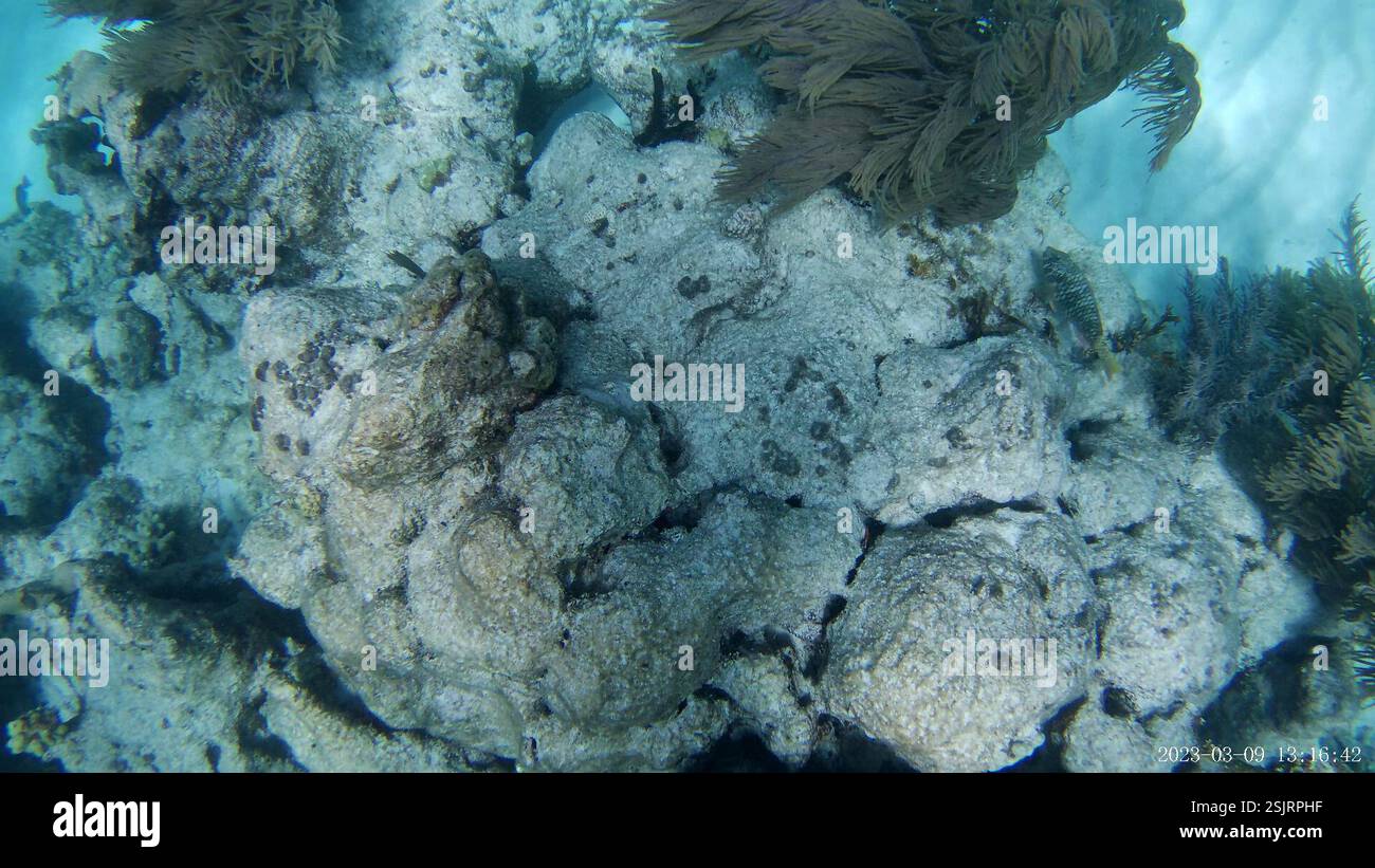 Yellowtail Parrotfish (Sparisoma rubripinne), Actinopterygii, John ...