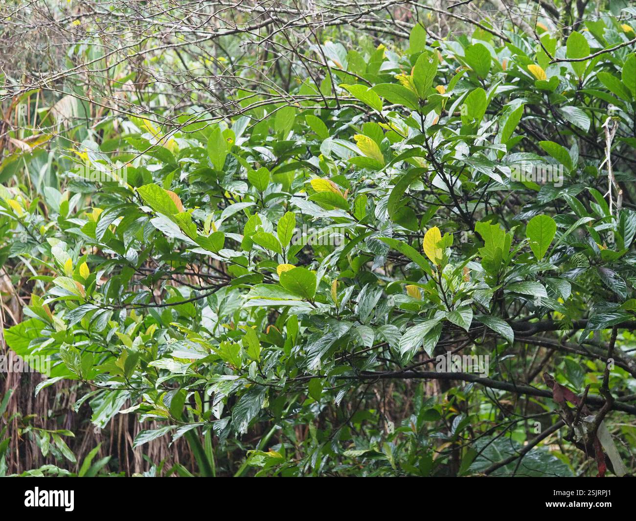 Milk Tree (Ficus benguetensis), Plantae, 台灣新北市 Stock Photo - Alamy
