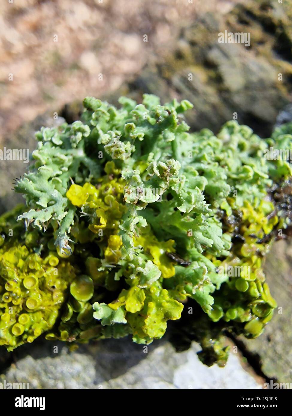 Fringed Rosette Lichen (Physcia tenella), Fungi, Wet Wood Little Common ...
