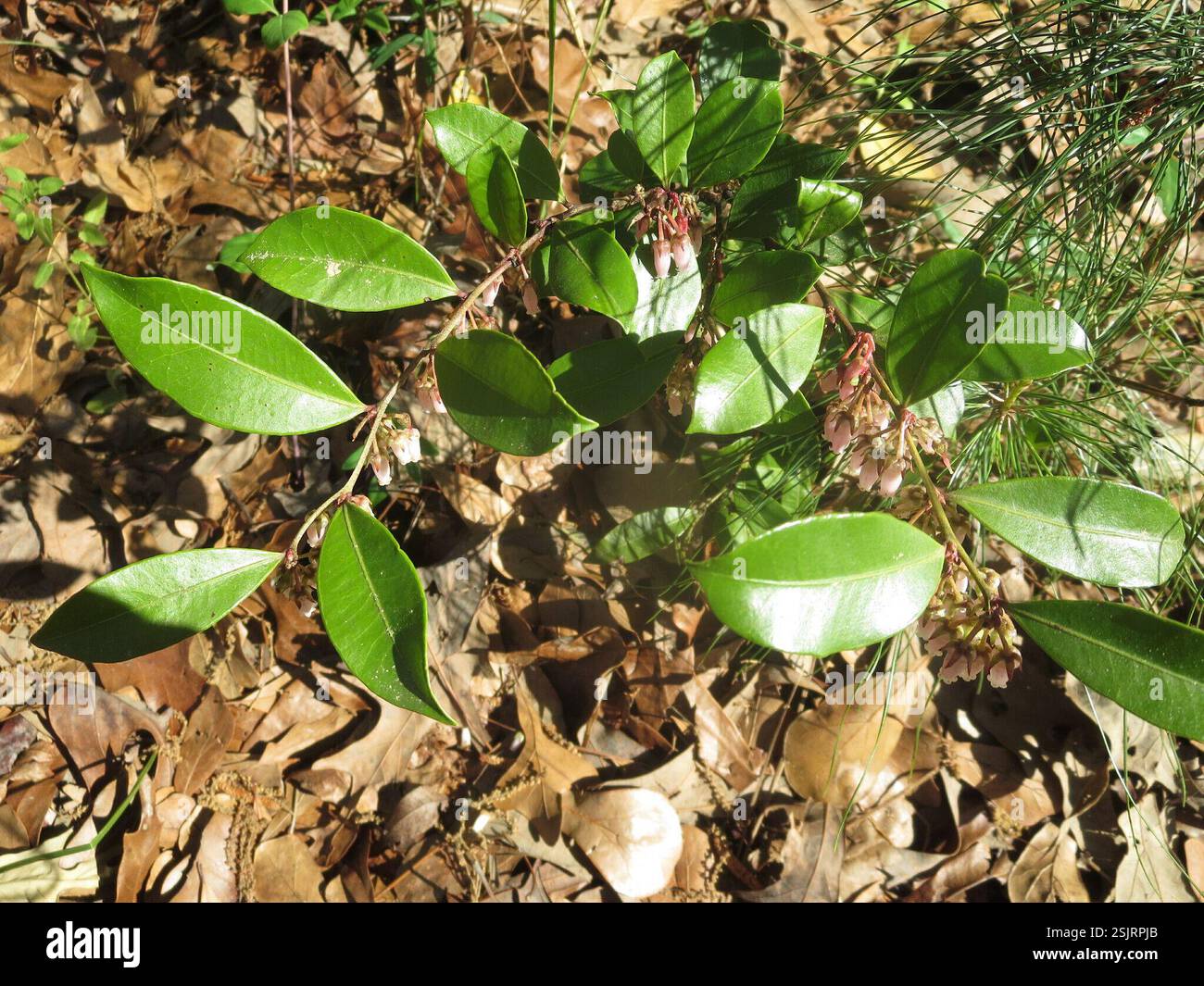 fetterbush lyonia (Lyonia lucida), Plantae, Windsor Forest, Savannah ...