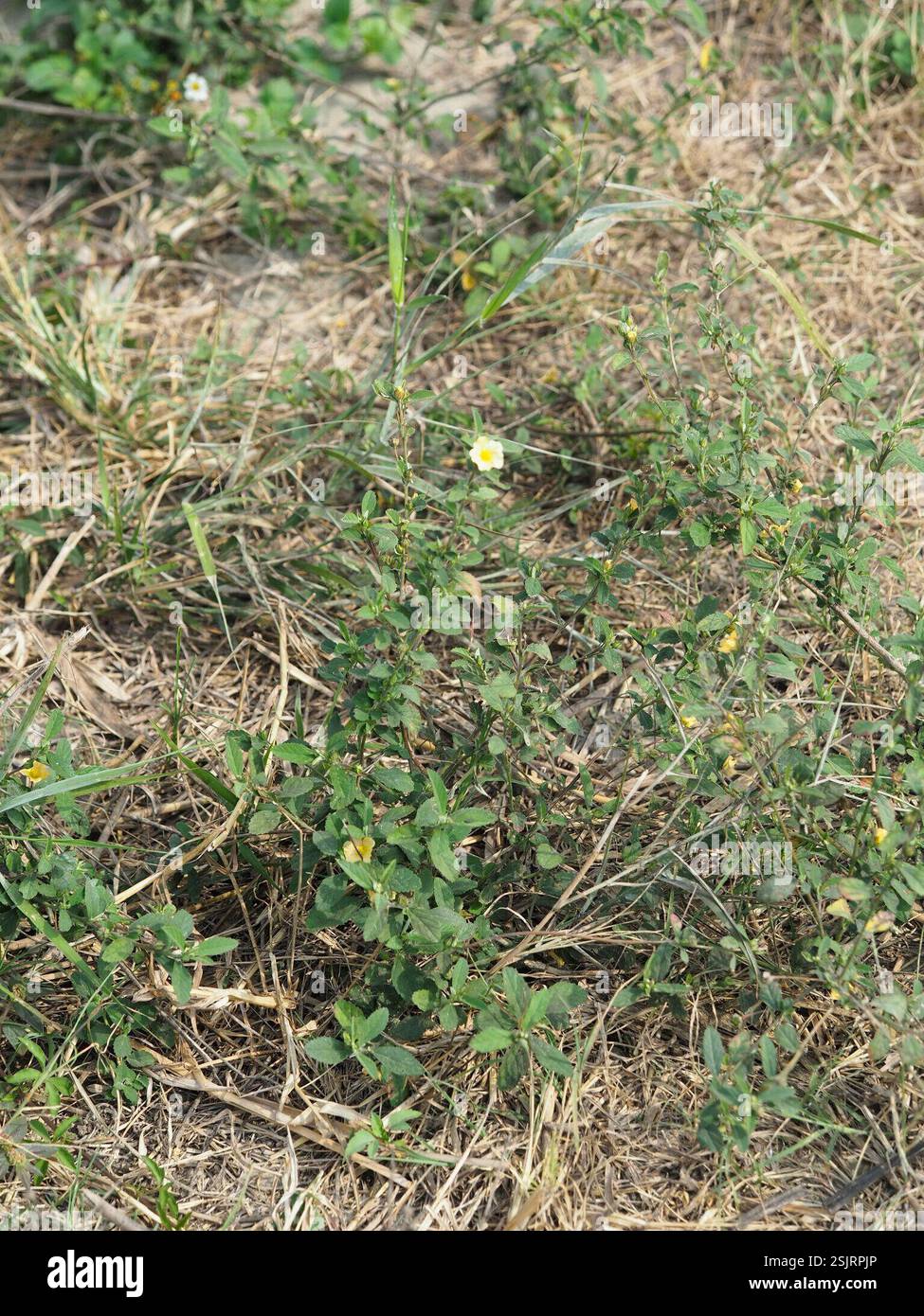 Cuban jute (Sida rhombifolia), Plantae, 台灣嘉義縣 Stock Photo - Alamy