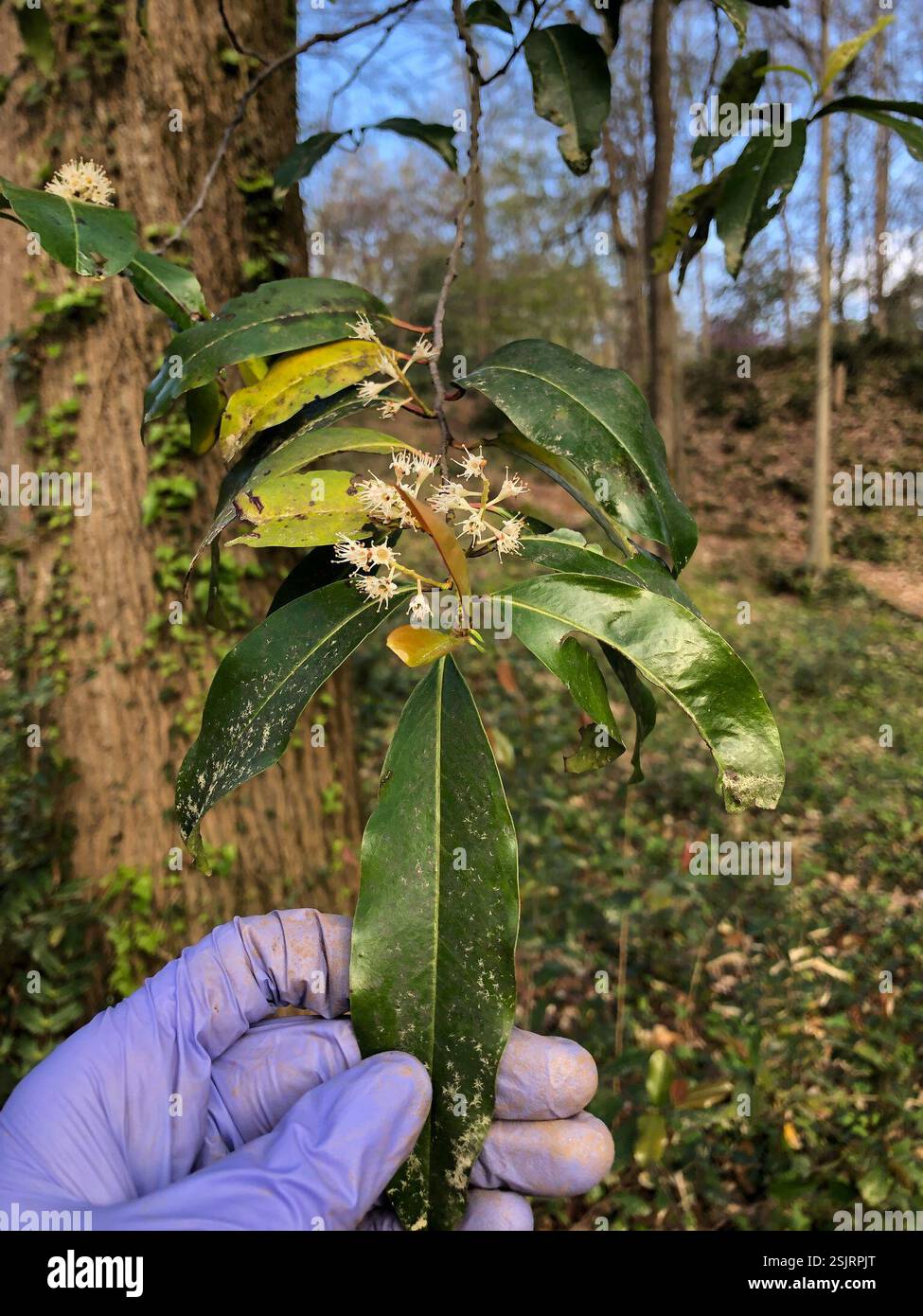 Carolina laurelcherry (Prunus caroliniana), Plantae, Fairview Rd NE ...