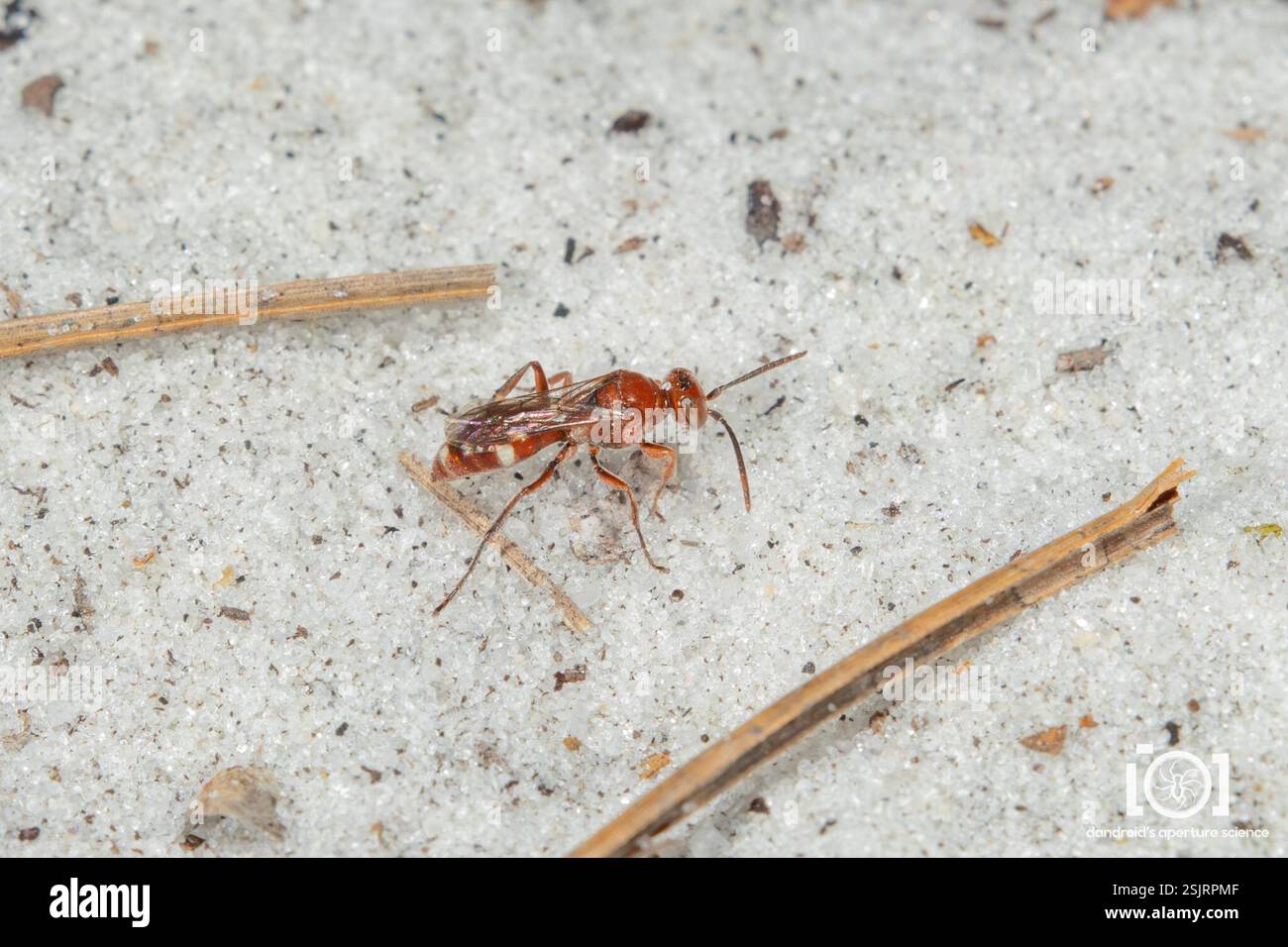 (Harpactus citipes), Insecta, Chimney Lakes, Jacksonville, FL, USA ...