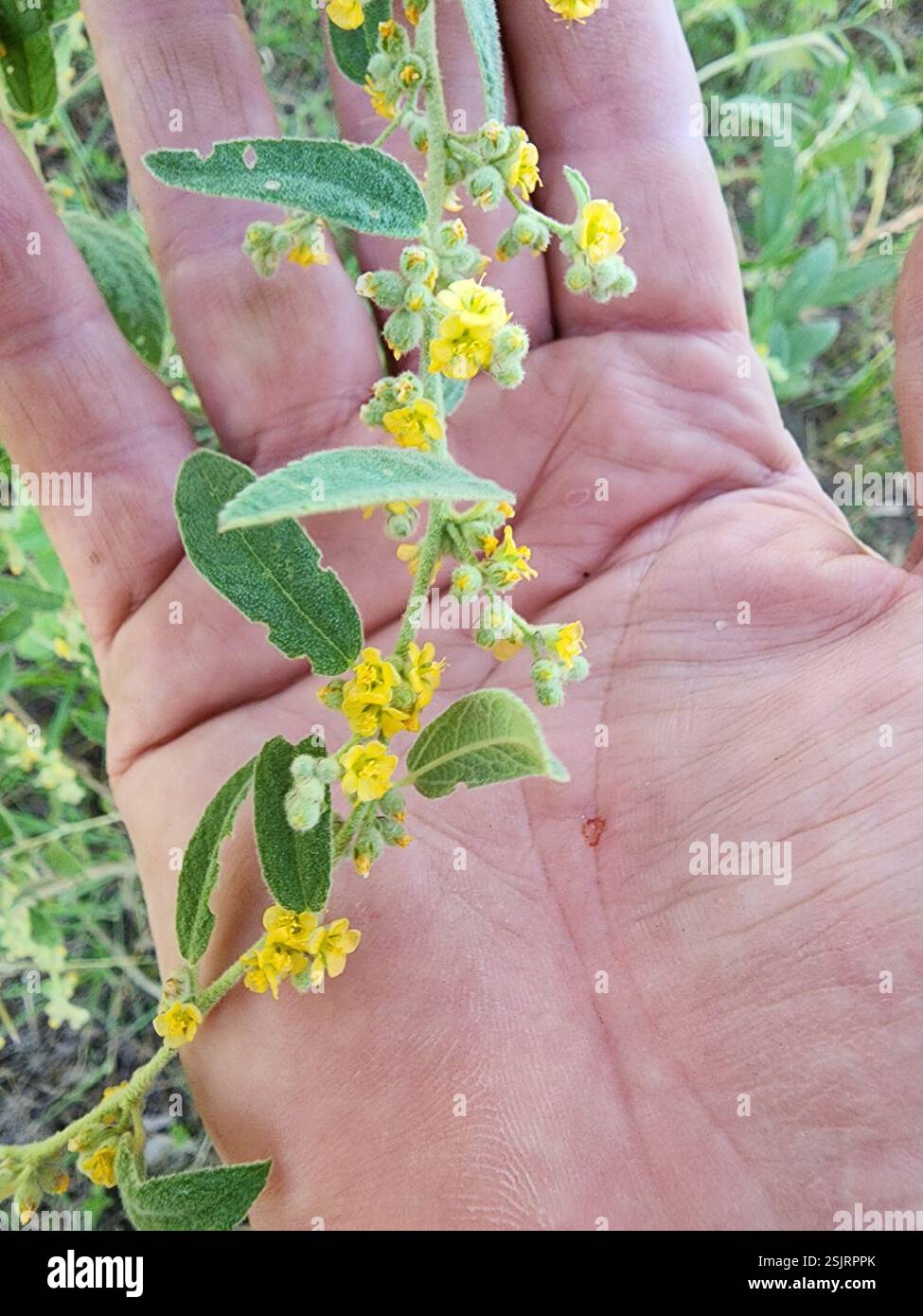 Spiked Sida (Sida hackettiana), Plantae, Bouldercombe QLD 4702 ...