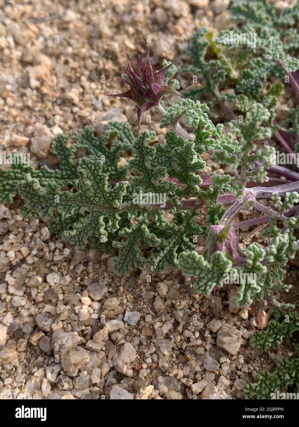 Chia (Salvia columbariae), Plantae, Joshua Tree National Park, Indio ...