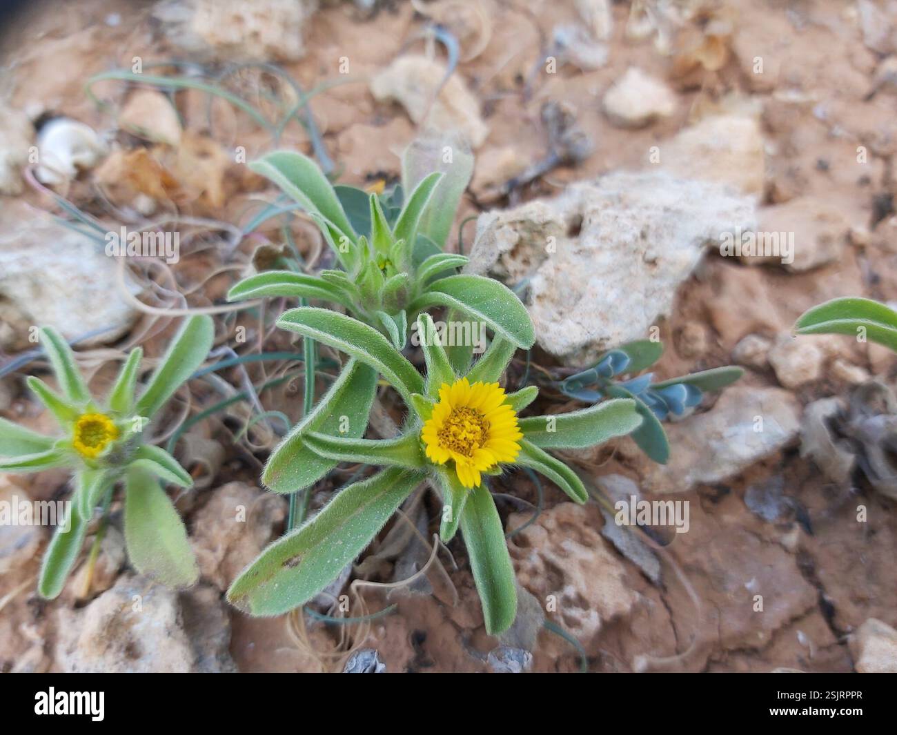 Golden-star (Asteriscus aquaticus), Plantae, X8GH+XCQ Għar Tuta ...