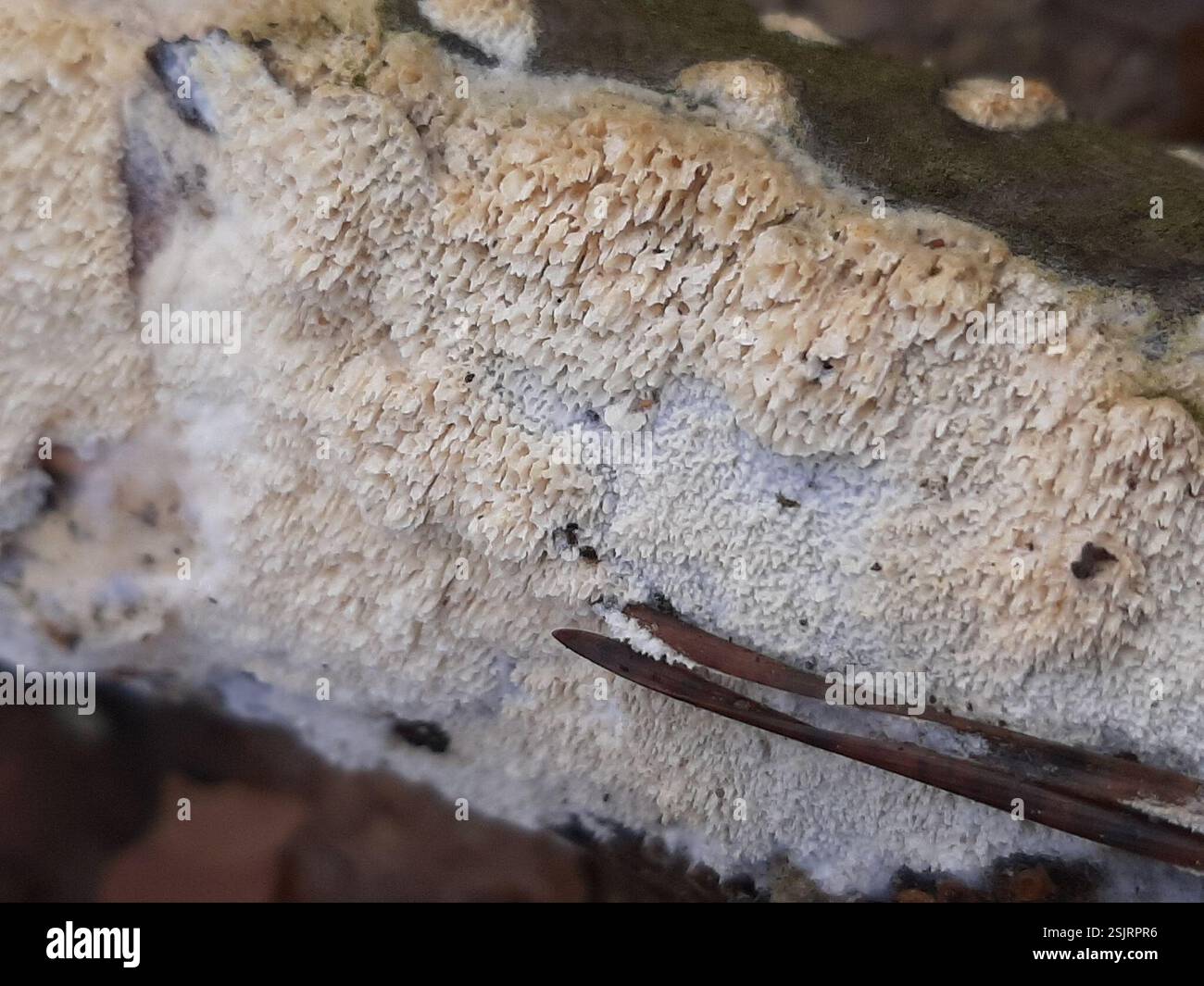 Basidiomycete Fungi (Basidiomycota), Fungi, 02-833 Warszawa, Polska, cf. Xylodon Stock Photo - Alamy