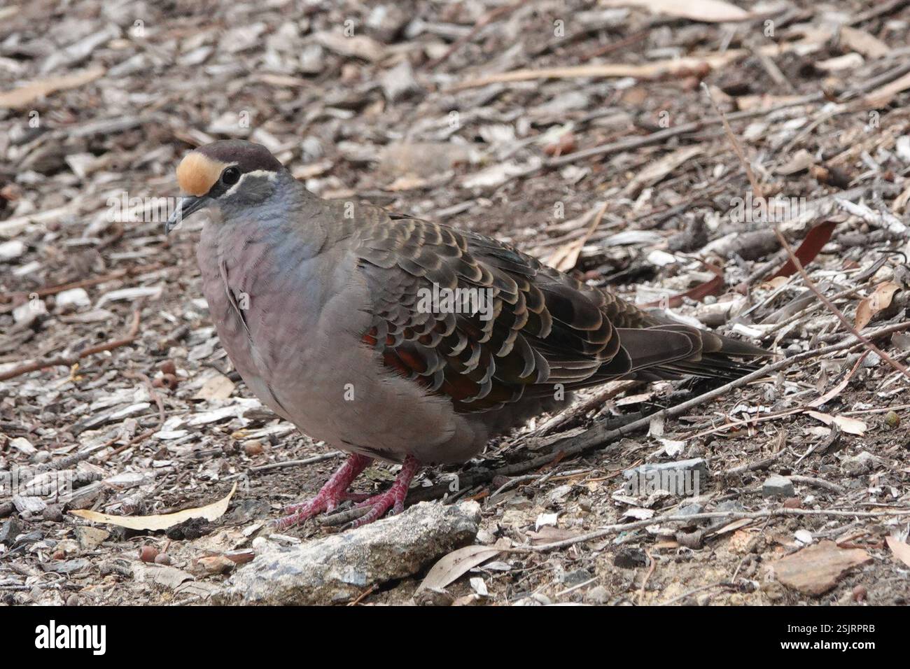 Common Bronzewing (Phaps chalcoptera), Aves, Yarrunga Reserve, Croydon ...