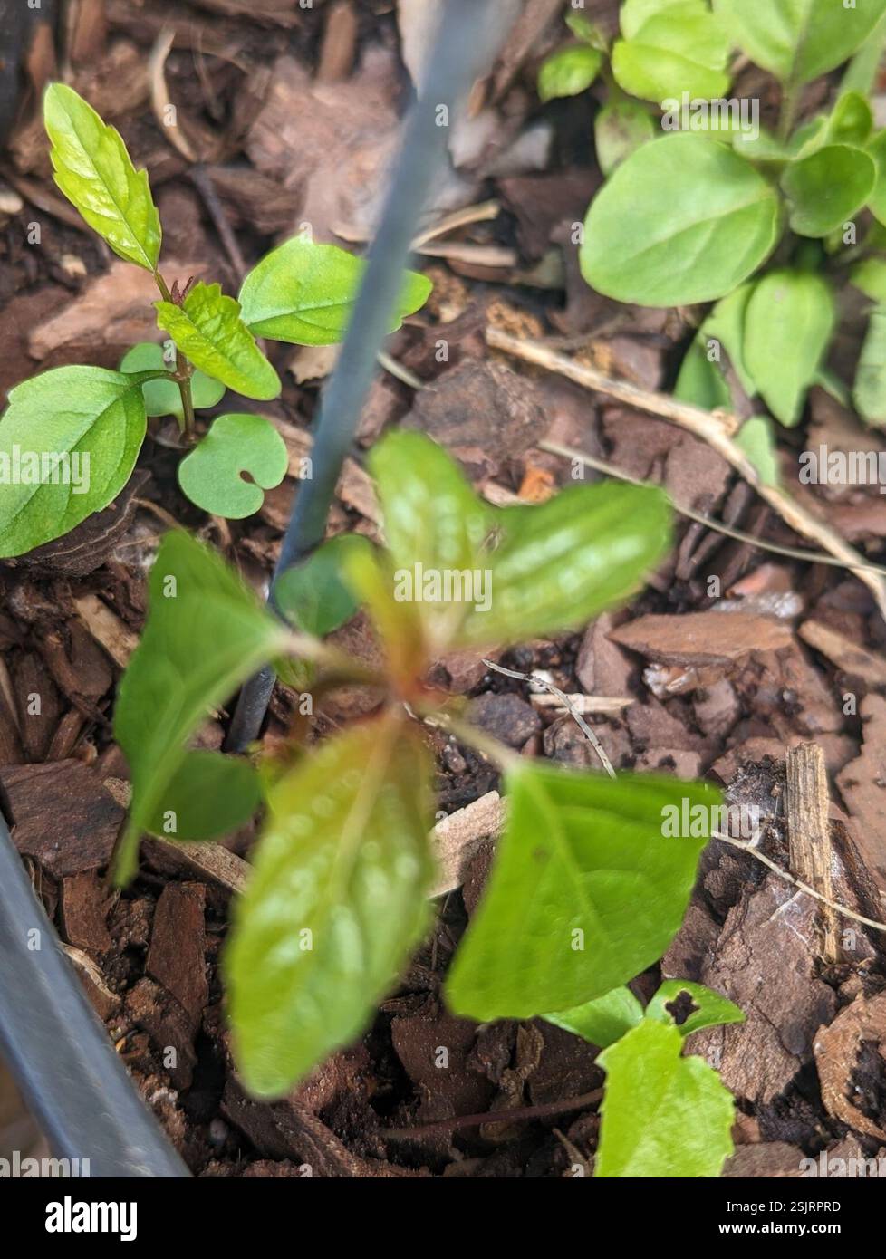 eastern poison ivy (Toxicodendron radicans), Plantae, Windsor Forest ...