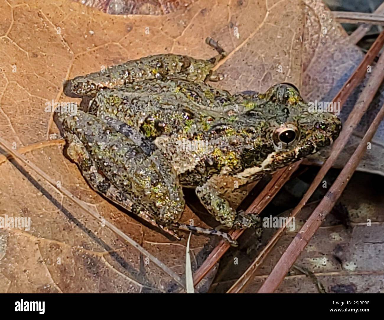 Southern Cricket Frog (Acris gryllus), Amphibia, Gainesville, FL 32641 ...