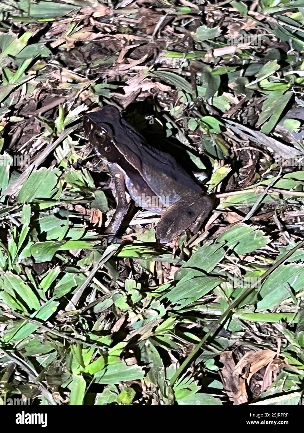 Leaf Litter Toad (Rhaebo haematiticus), Amphibia, Sendero Universal ...