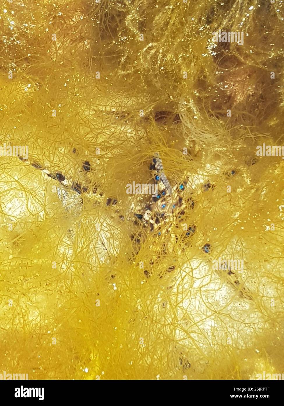 Lesser Blue-ringed Octopus (Hapalochlaena maculosa), Mollusca, Moonta ...