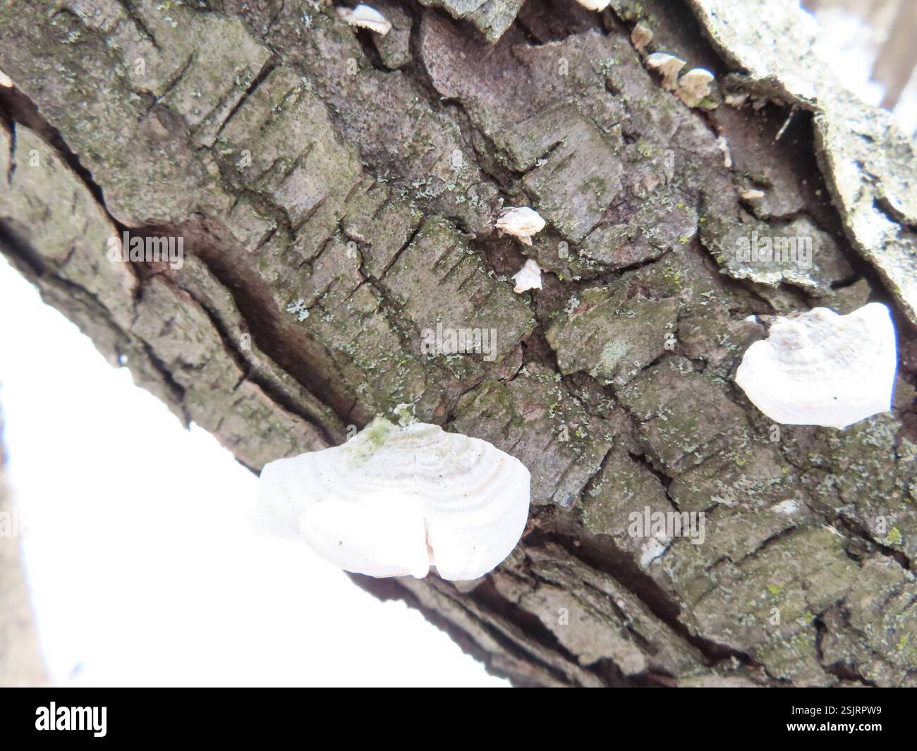 (Trichaptum), Fungi, Columbia County, WI, USA Stock Photo - Alamy